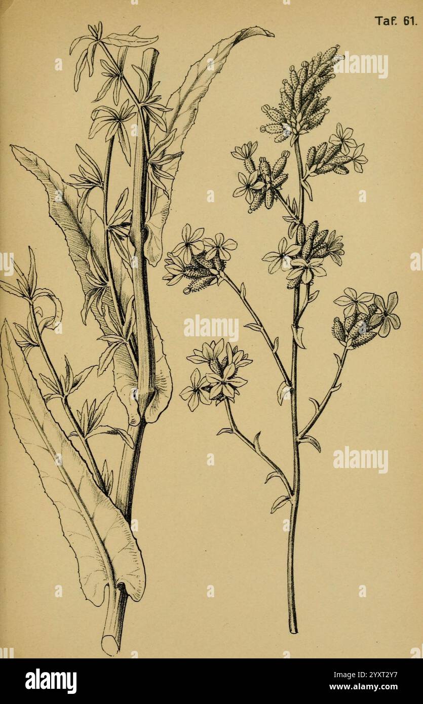 Leafy stem showcases elongated hi-res stock photography and images - Alamy