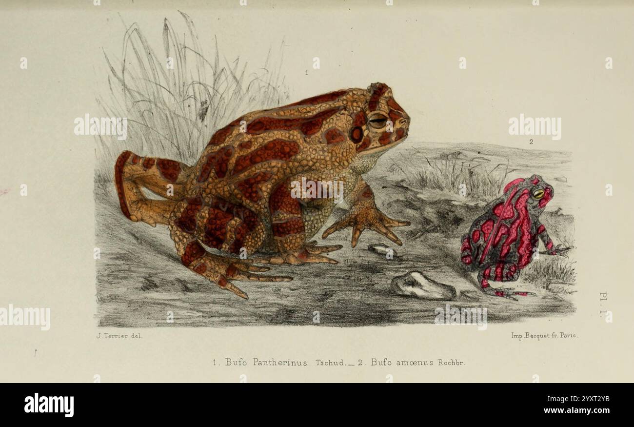 Scene depicts two distinct species hi-res stock photography and images ...