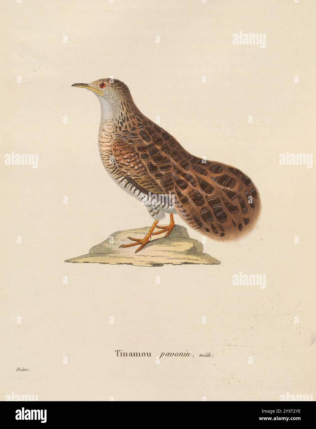 Tinamou panamensis hi-res stock photography and images - Alamy