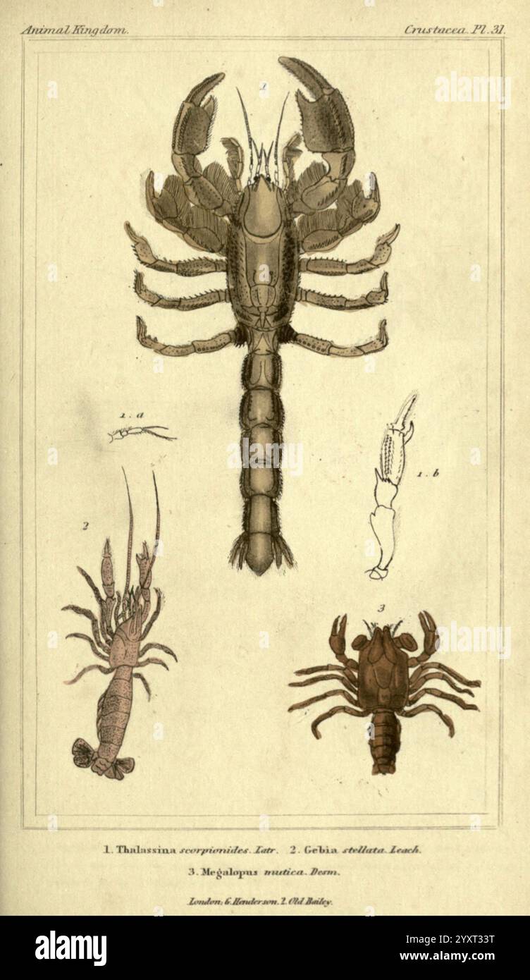 The, animal, kingdom, arranged, according, to, its, organization ...