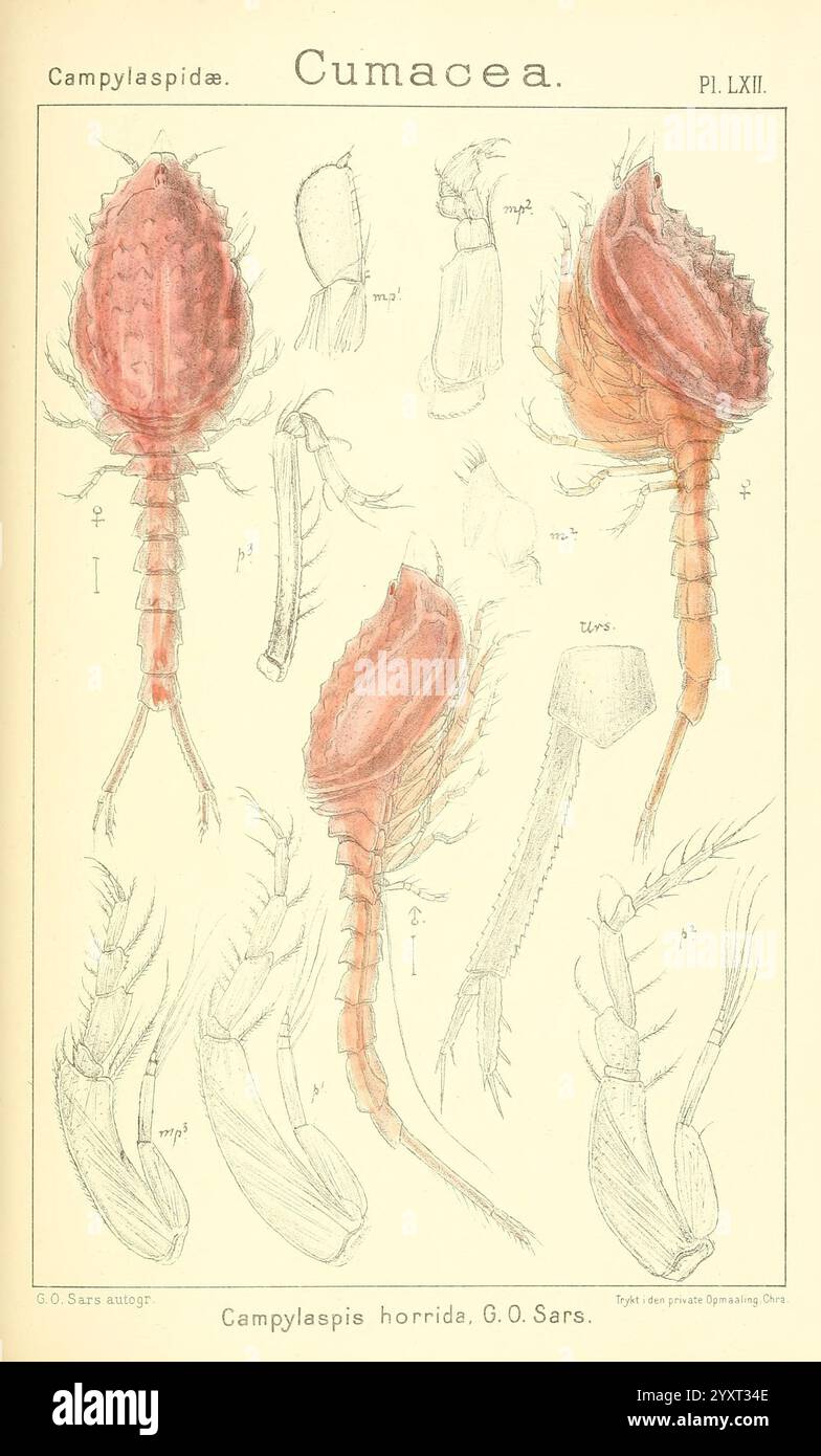 Showcases various anatomical features hi-res stock photography and ...
