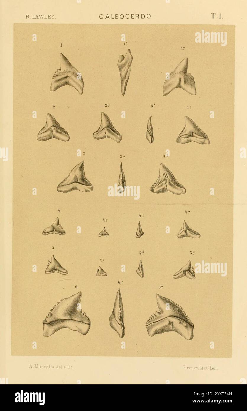 Galeocerdo genus hi-res stock photography and images - Alamy