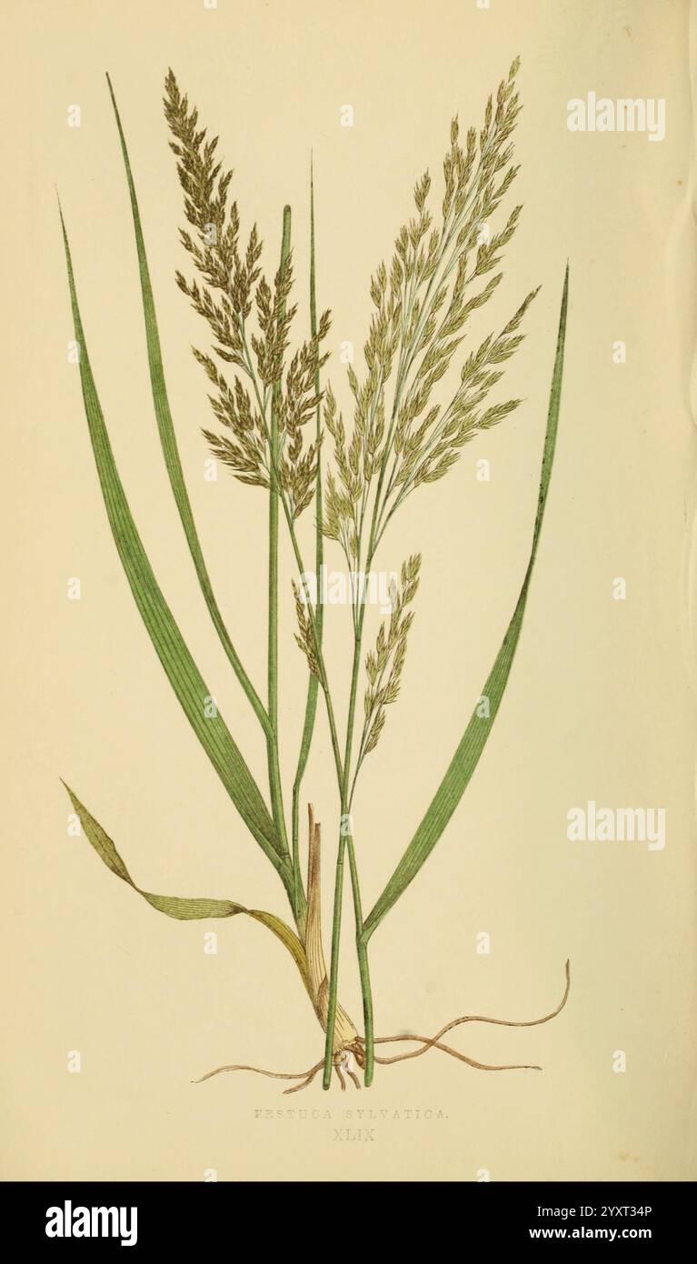 A natural history of British grasses London, Groombridge, 1858 Great ...