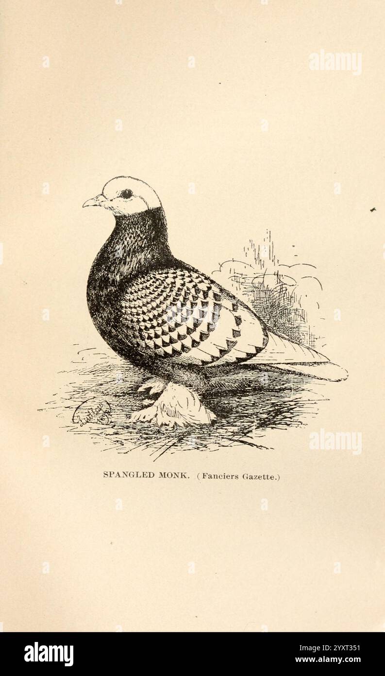 Spangled monk pigeon hi-res stock photography and images - Alamy