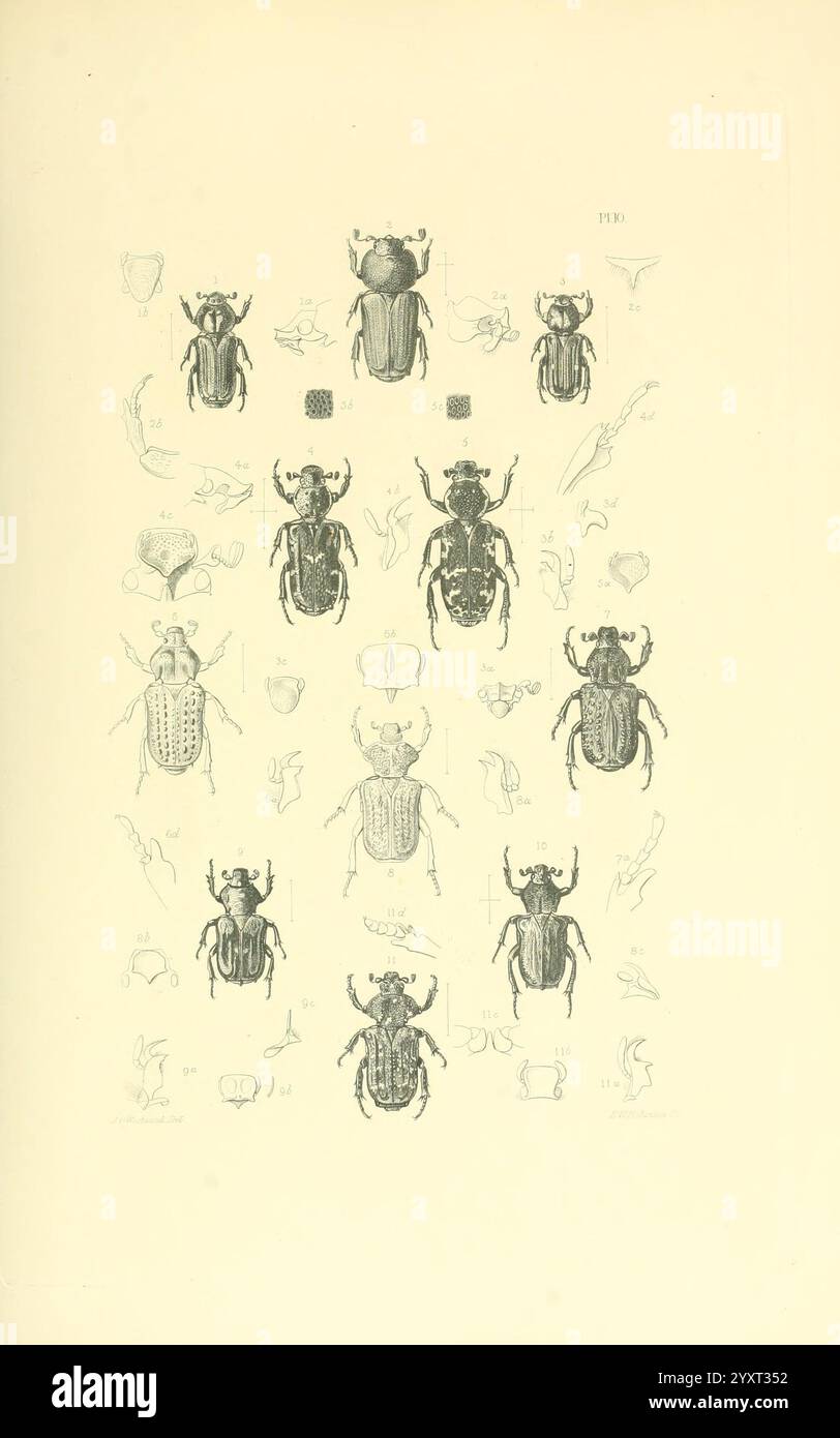 Thesaurus entomologicus Oxoniensis, Oxford, At the Clarendon press,1874 ...