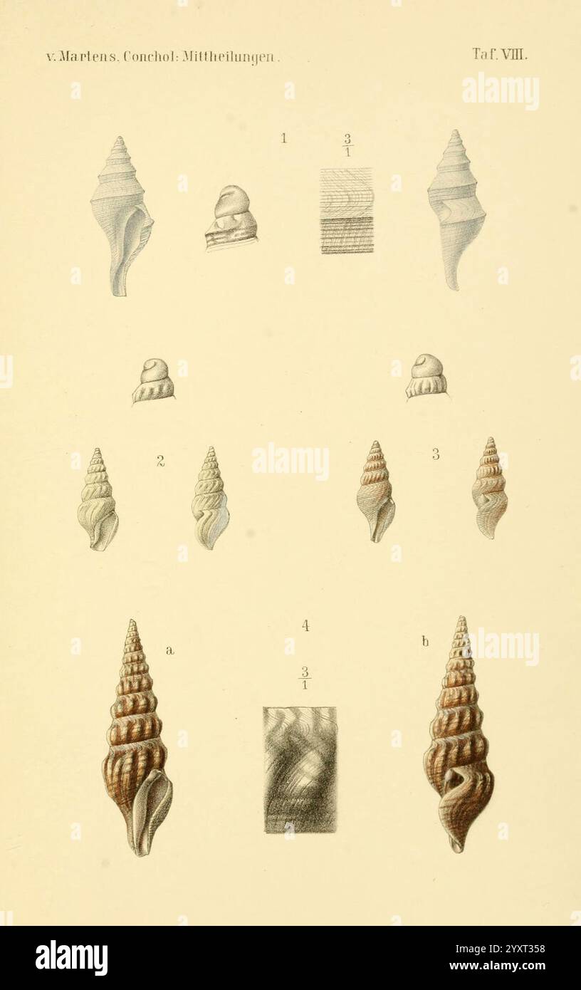 Detailed study of various types of seashells hi-res stock photography ...