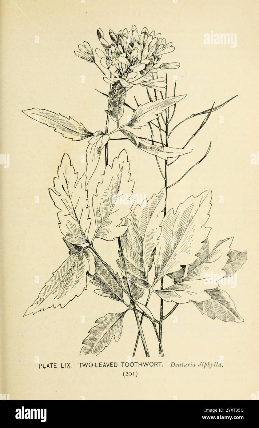 Southern, wild, flowers, and, trees, New York, Stokes, 1901, botany ...