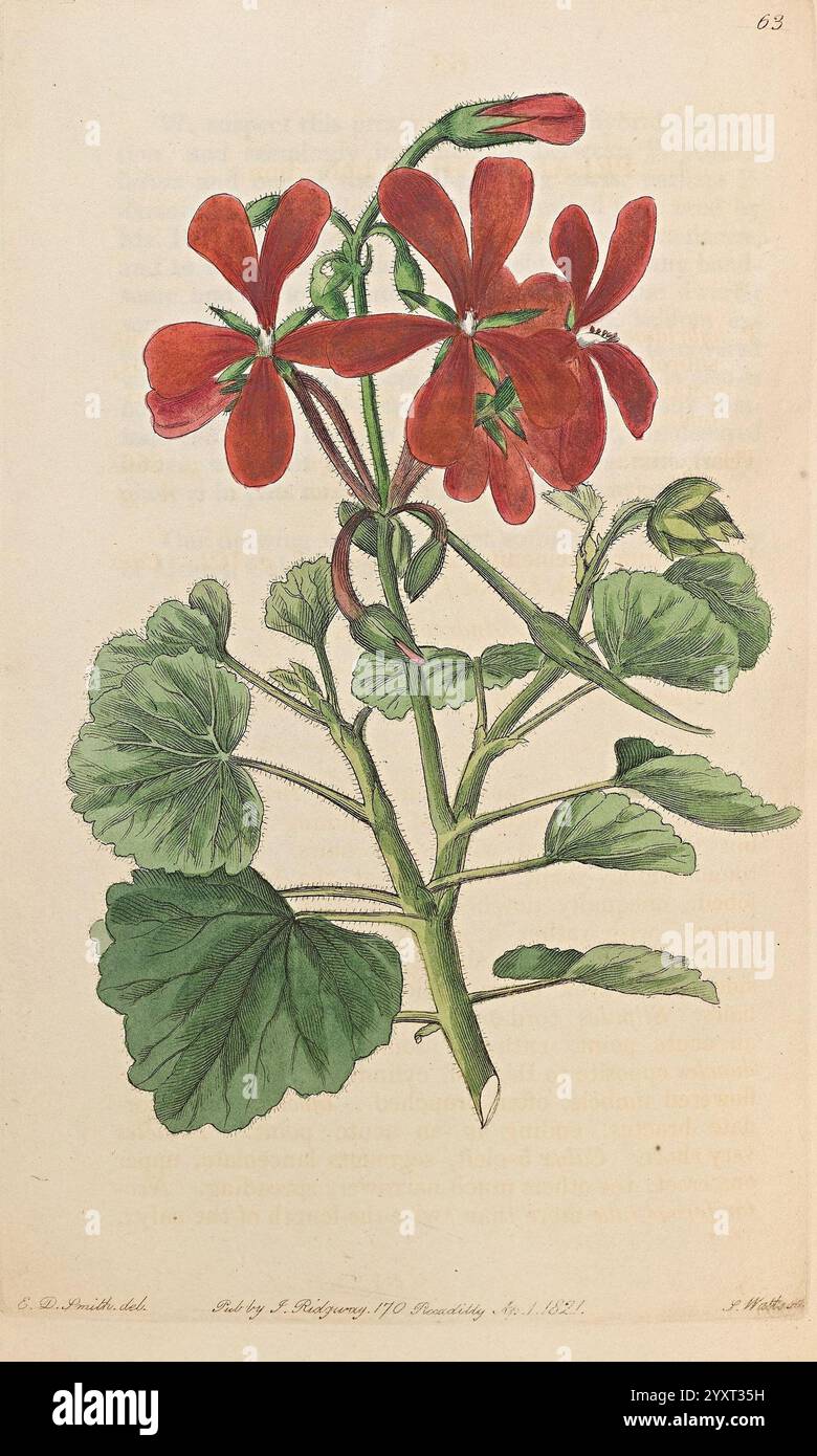 Geraniaceae, London, Printed for James Ridgway, Piccadilly, 1820-1830 ...