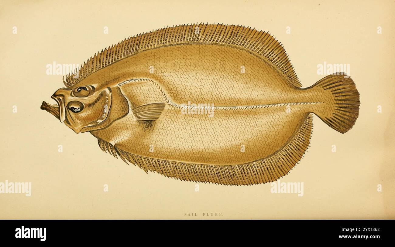A history of the fishes of the British Islands, 1862-65, Great Britain ...