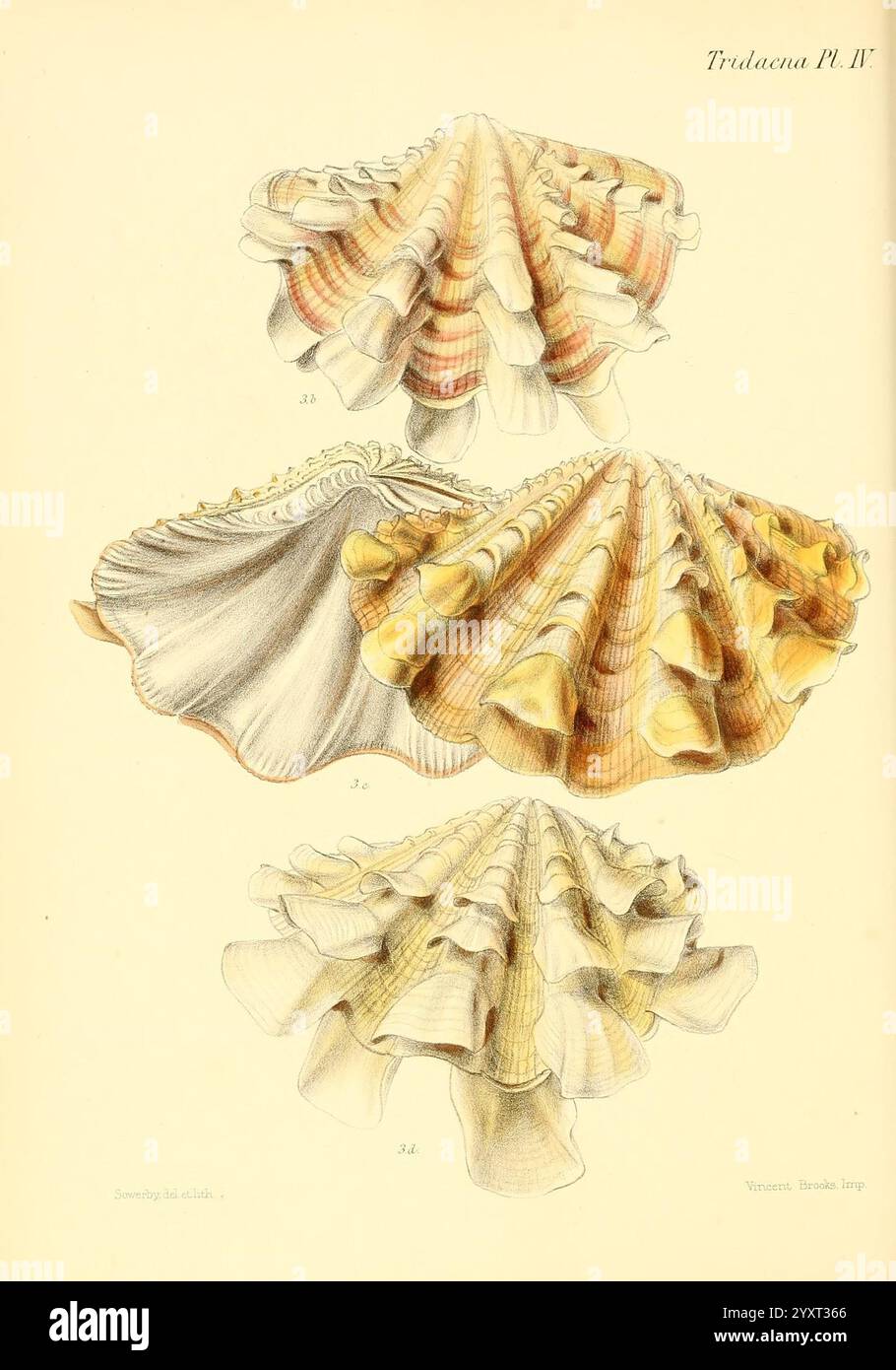 Conchologia iconica, or Illustrations of the Shells of Molluscous ...