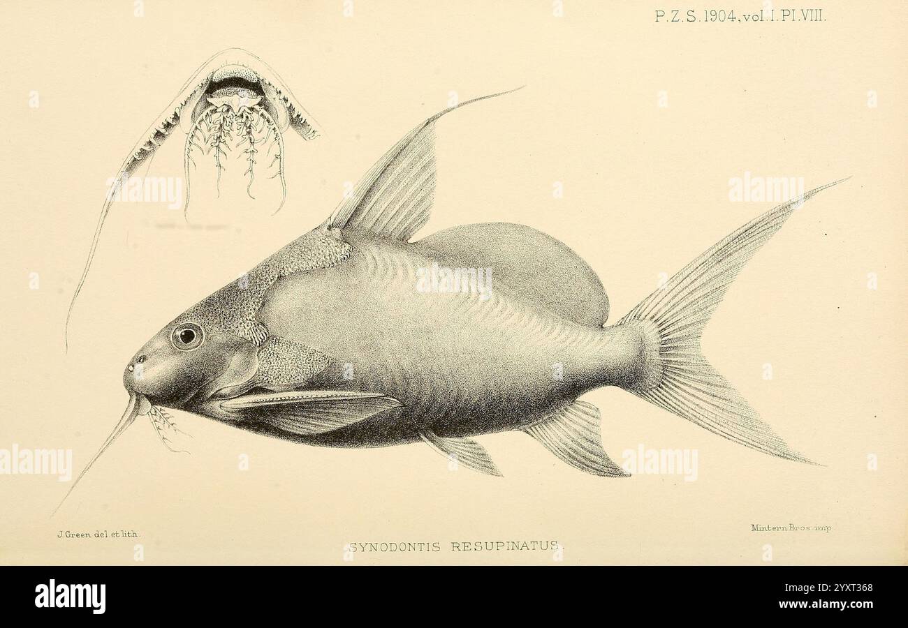 Streamlined shape hi-res stock photography and images - Alamy