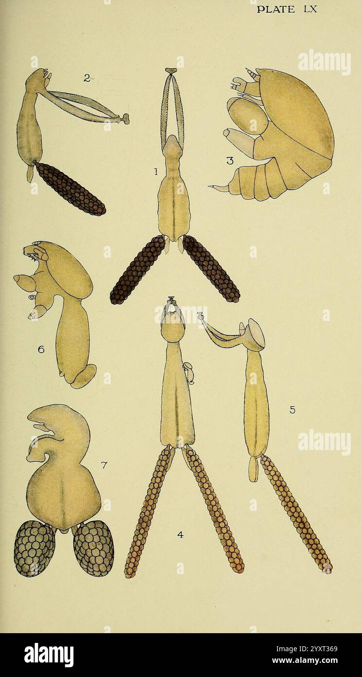 Diversity within crustacean anatomy hi-res stock photography and images ...