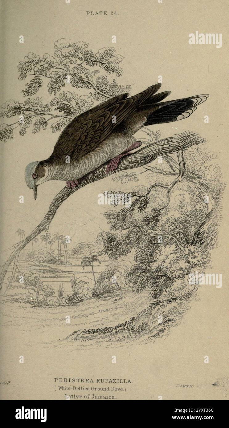 Pigeons, Edinburgh, W. H. Lizars, [etc, 1845?], pigeons, the younger ...