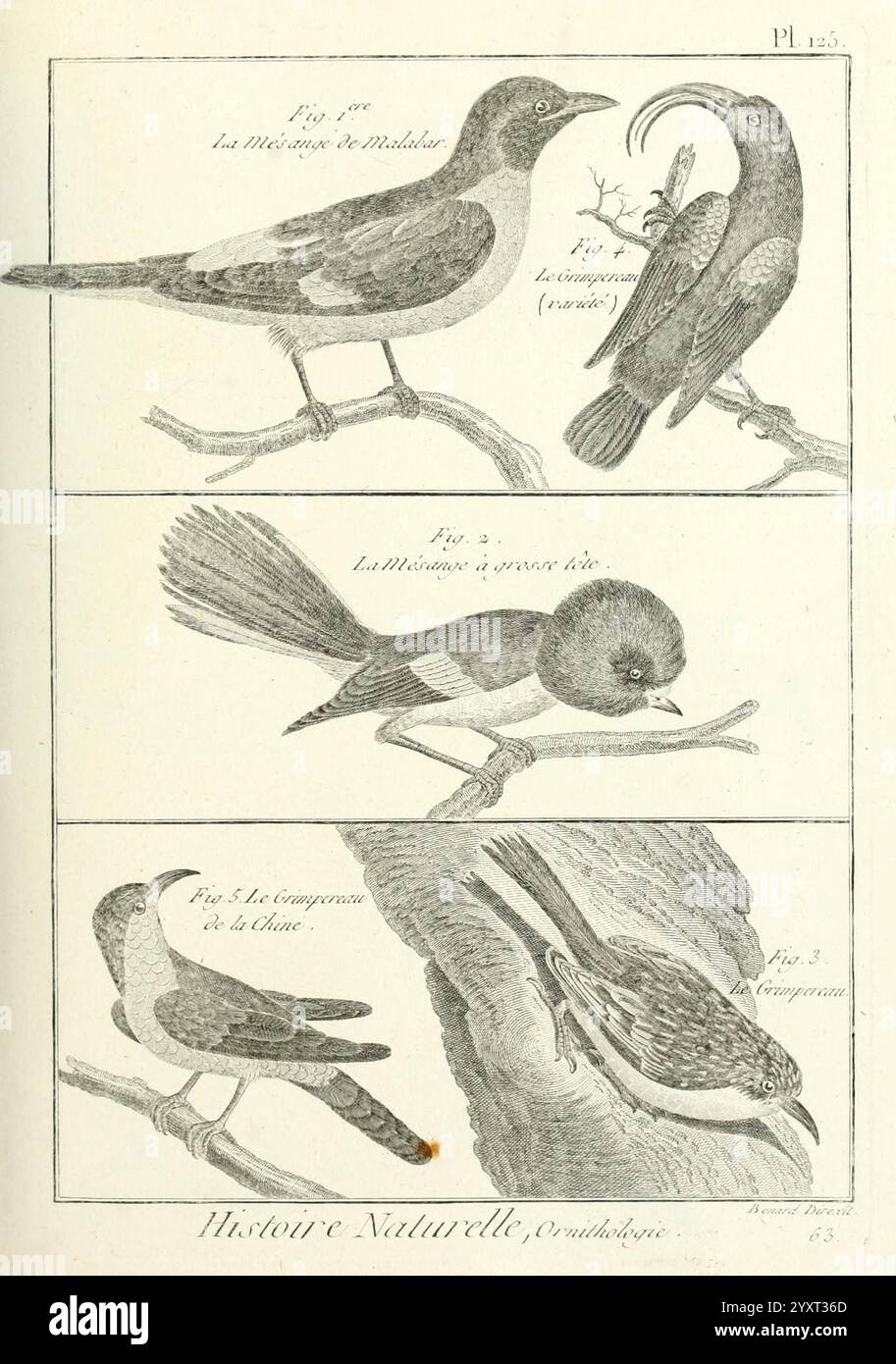 Series of detailed depictions of various bird species hi-res stock ...