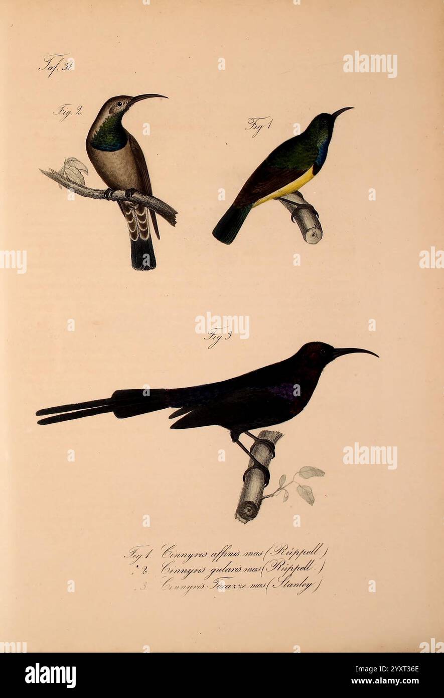 Second bird features hi-res stock photography and images - Alamy