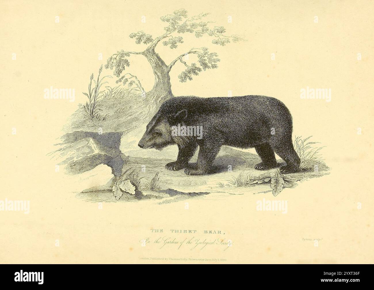 Taxonomy family ursidae hi-res stock photography and images - Alamy