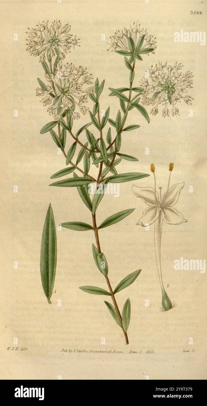 Main stem branches hi-res stock photography and images - Alamy