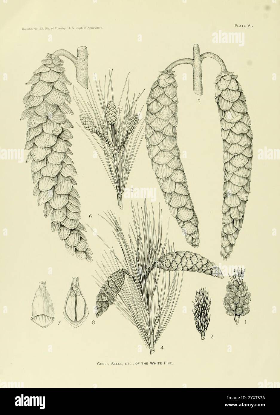 Two prominent cones hi-res stock photography and images - Alamy