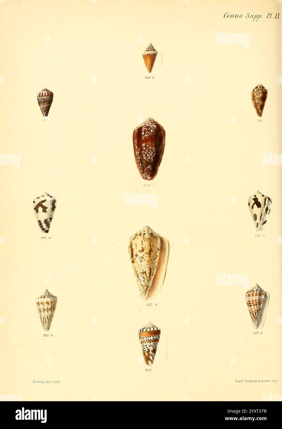 Conchologia iconica, or Illustrations of the Shells of Molluscous ...