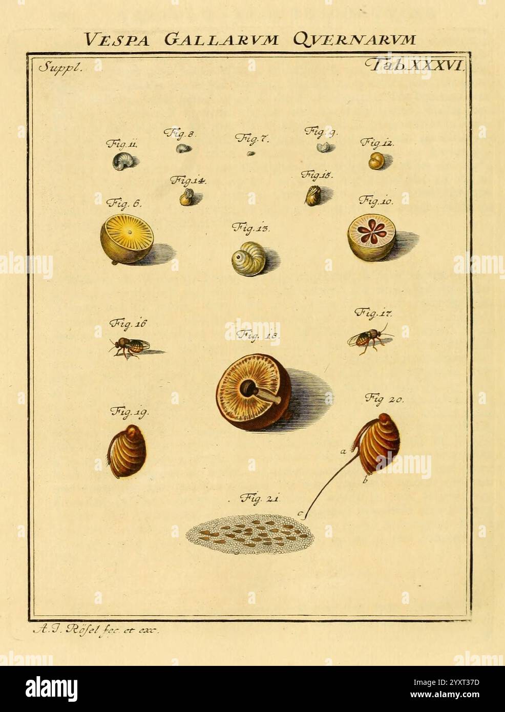 Galls depicted hi-res stock photography and images - Alamy