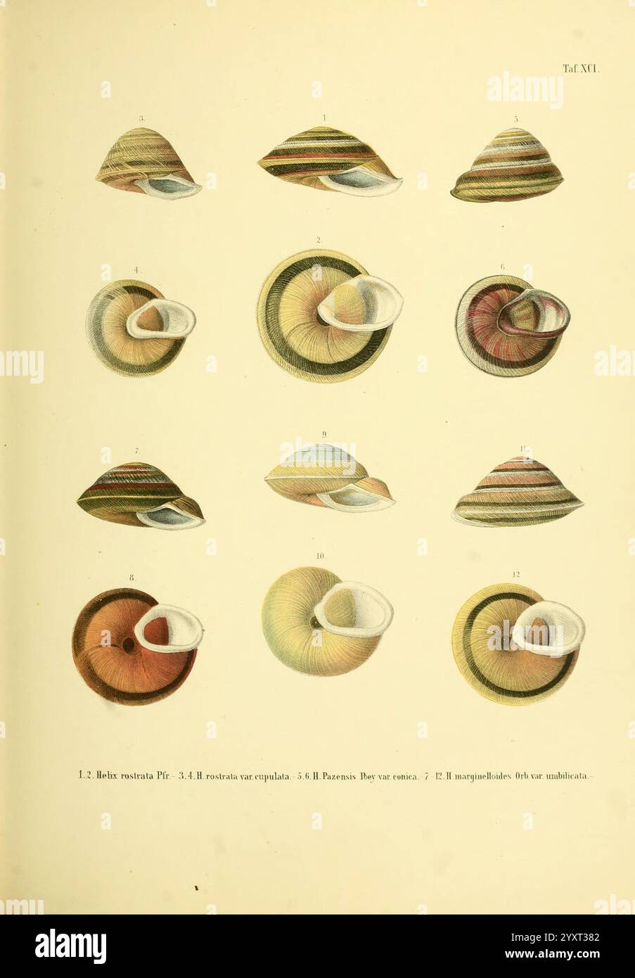 Shell displays variations hi-res stock photography and images - Alamy