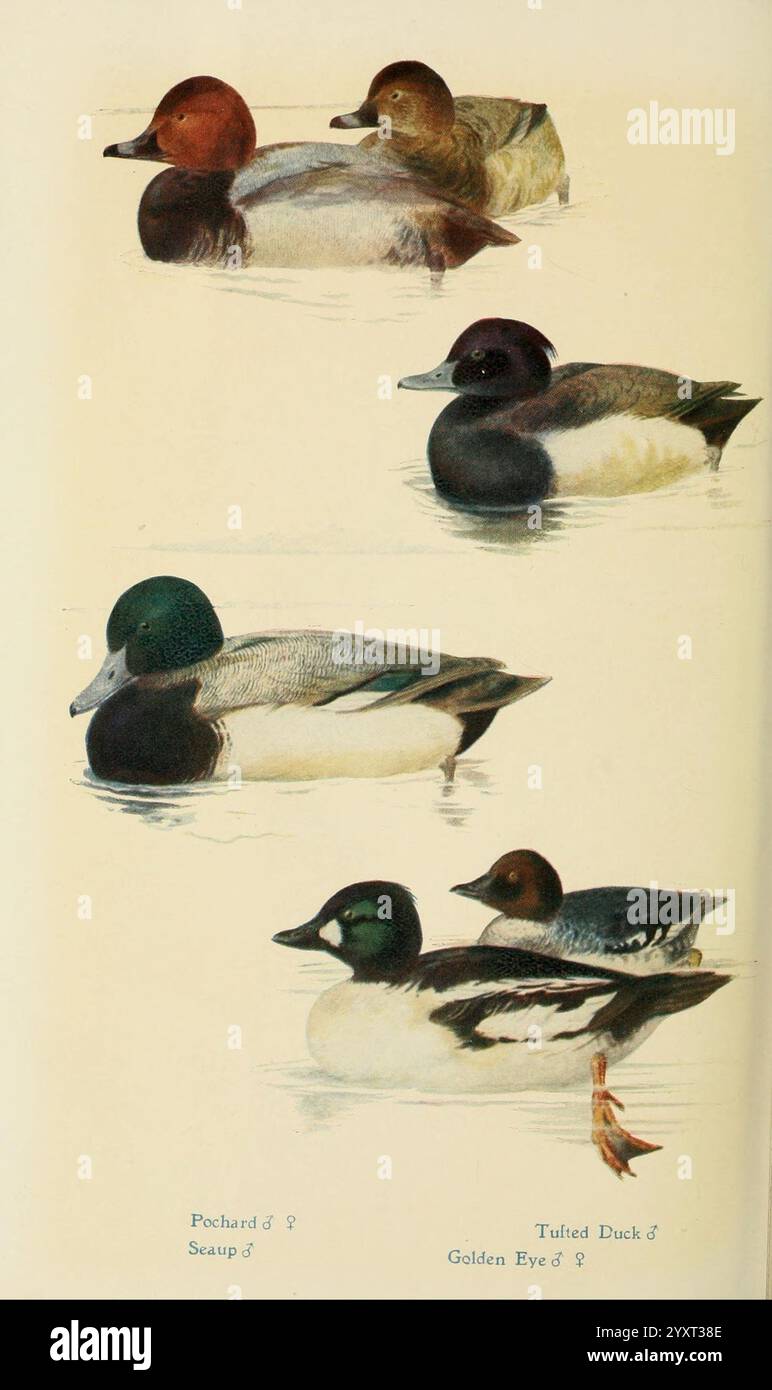 Quartet concludes hi-res stock photography and images - Alamy