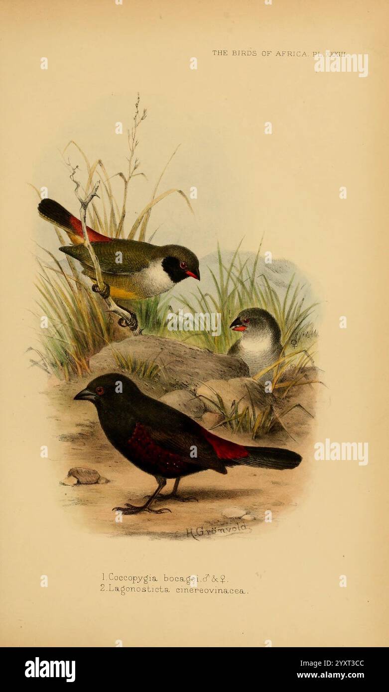 Scene features two distinct bird species perched hi-res stock ...