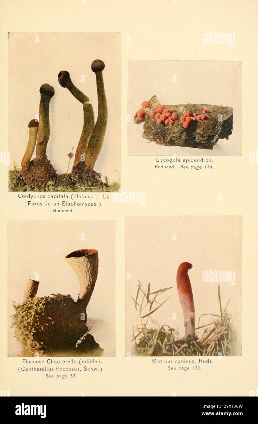 The mushroom book. New York, 1901, cookery, mushrooms, fungi, mushrooms ...