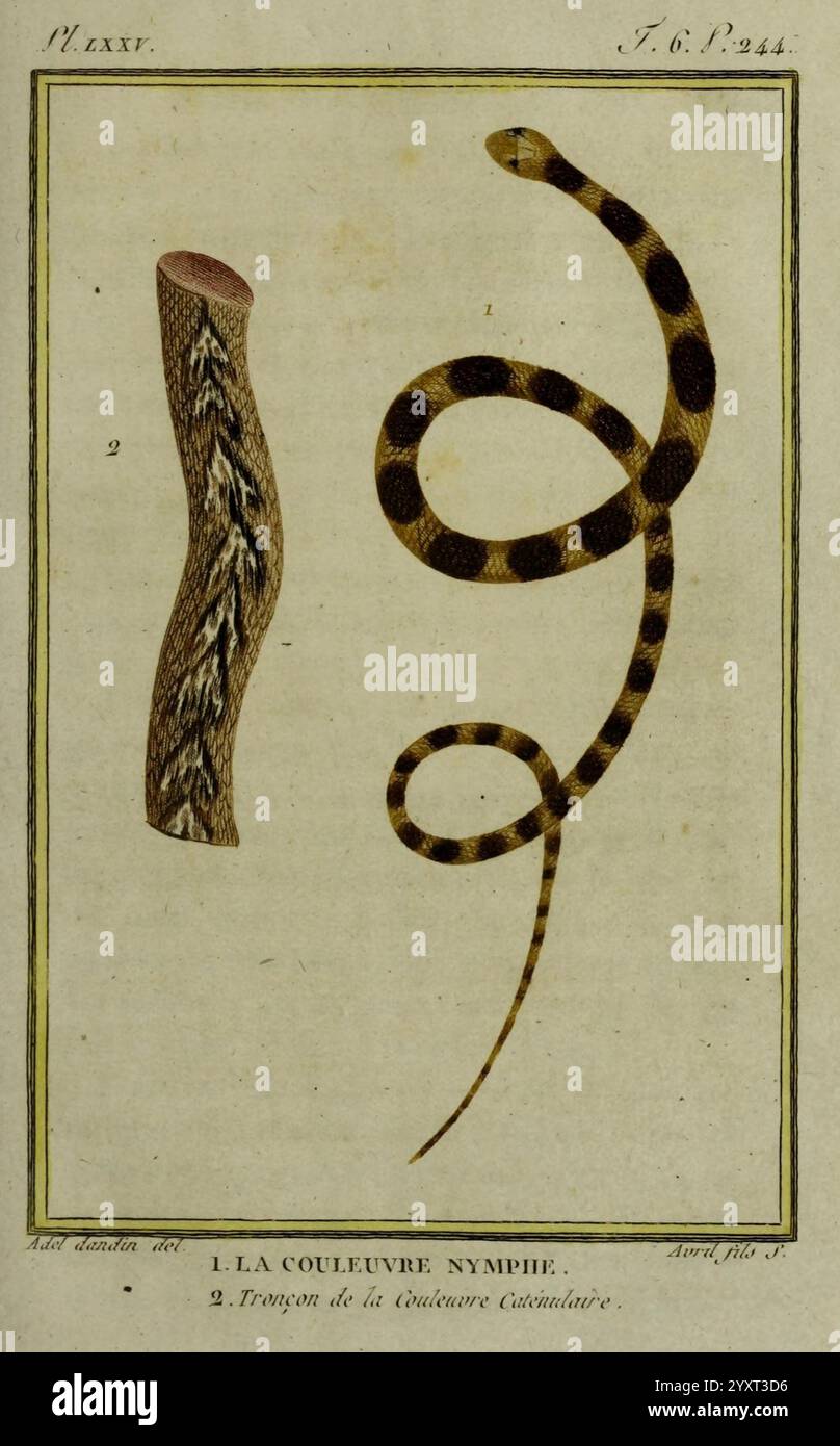 Snakes skin texture showcases hi-res stock photography and images - Alamy