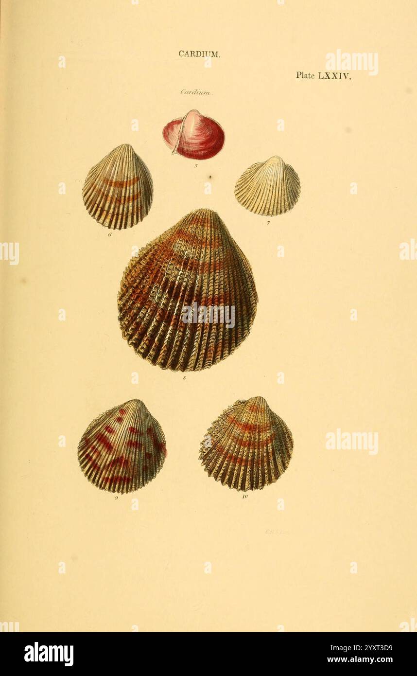 Showcasing intricate coloration hi-res stock photography and images - Alamy