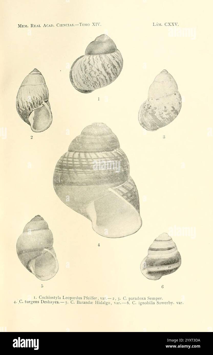 First shell representing hi-res stock photography and images - Alamy