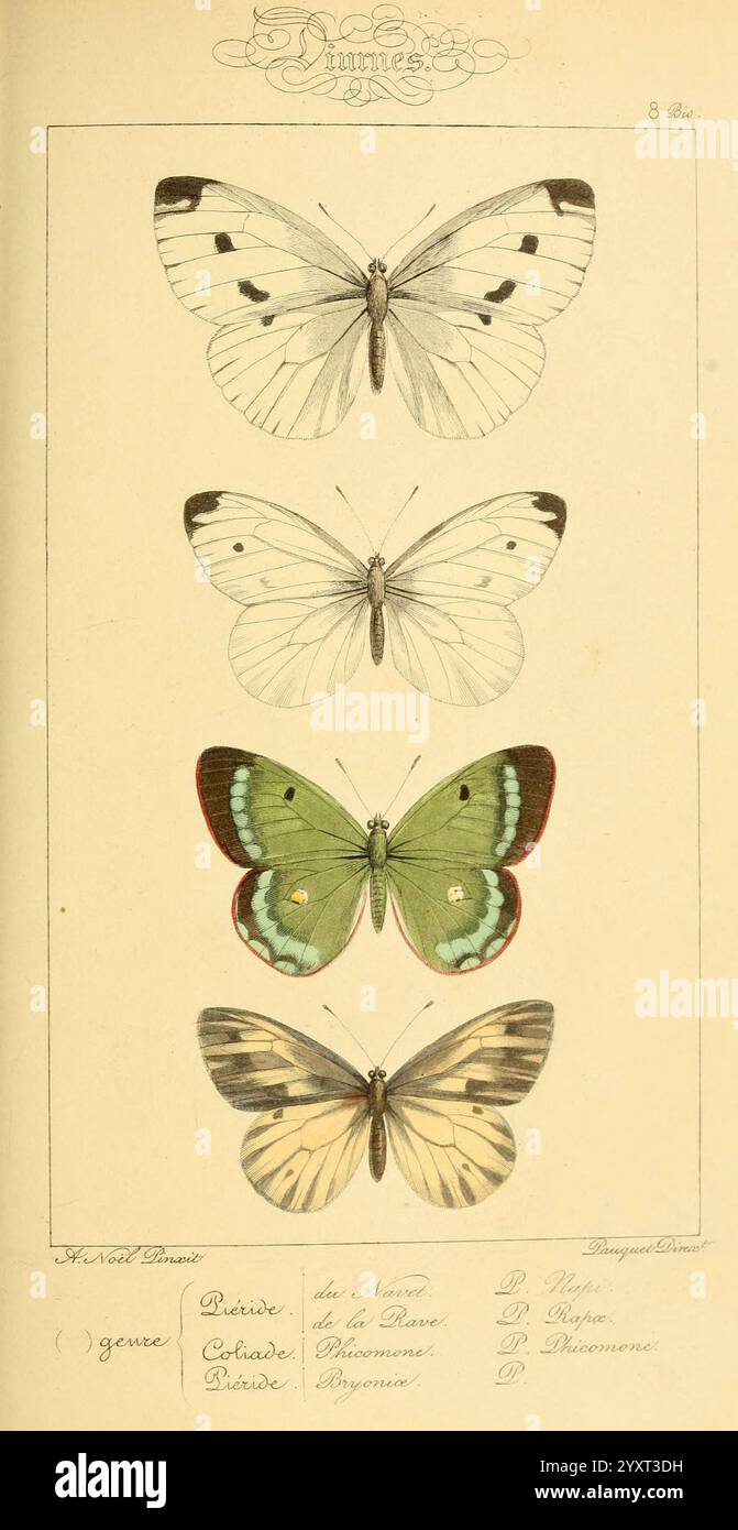 Histoire naturelle des lépidoptères d'Europe Paris L. de Bure 1845 ...