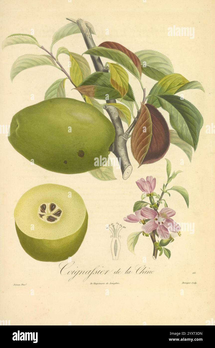 Fruit culture fruits identification plants hi-res stock photography and ...