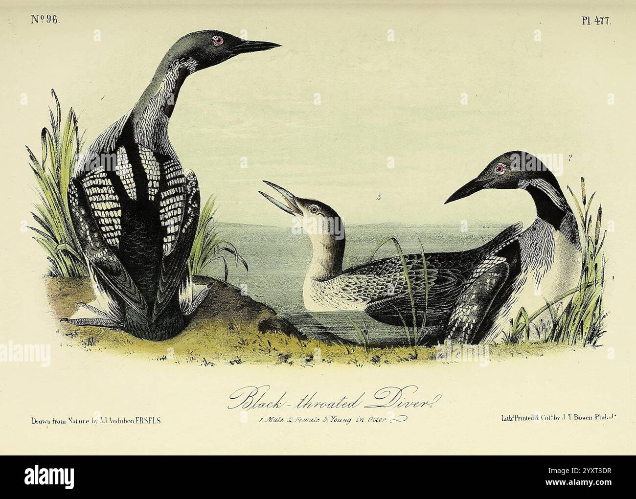 Illustration features three elegant loons hi-res stock photography and ...
