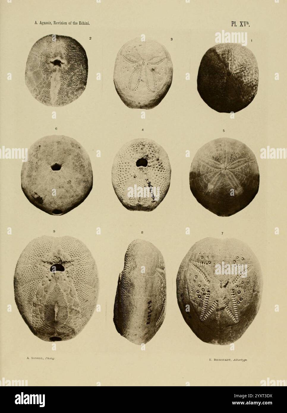 Different echinoids hi-res stock photography and images - Alamy