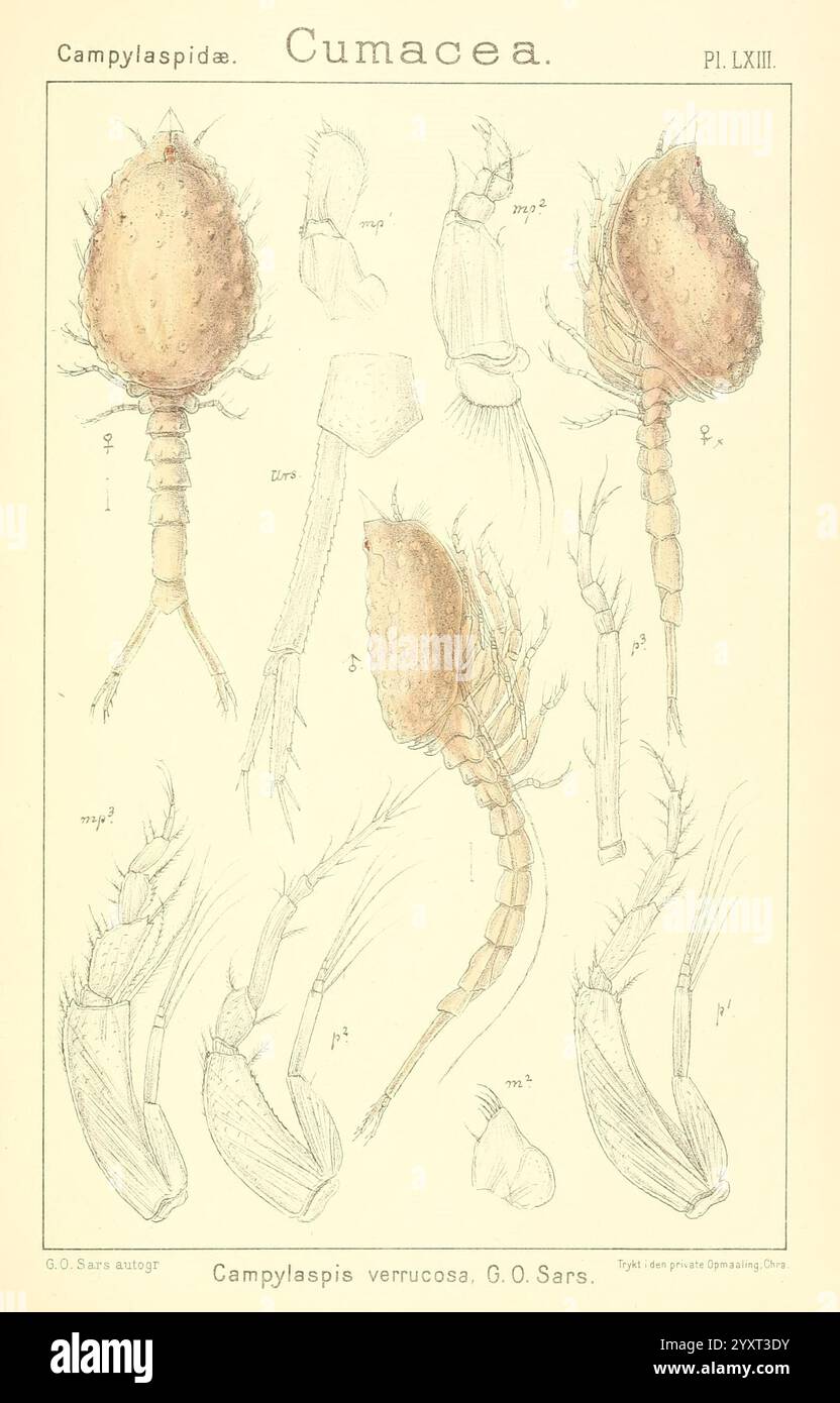 Showcases several labeled figures hi-res stock photography and images ...