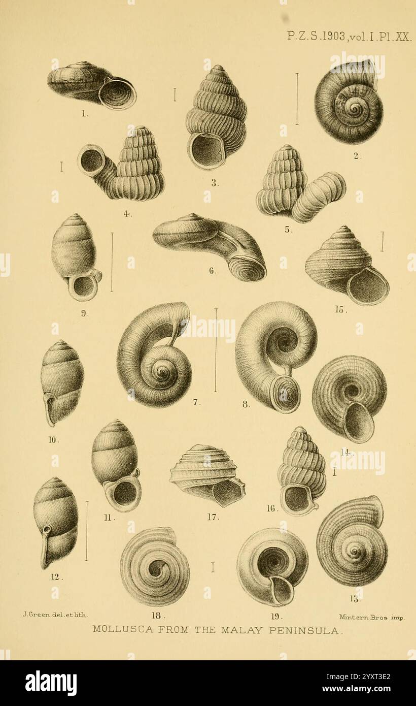 Identifying different variations hi-res stock photography and images ...
