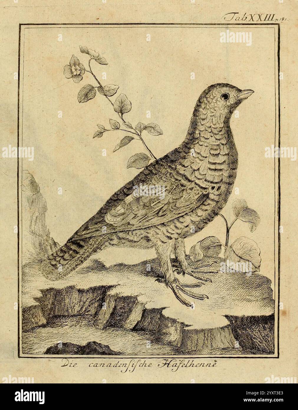 Canadian hazel hen hi-res stock photography and images - Alamy