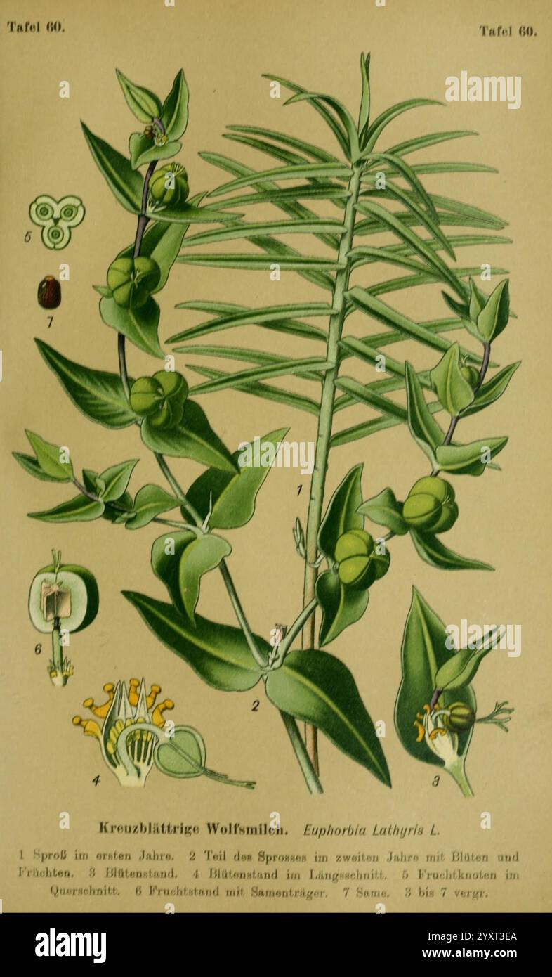 Detailed botanical labels identify hi-res stock photography and images ...