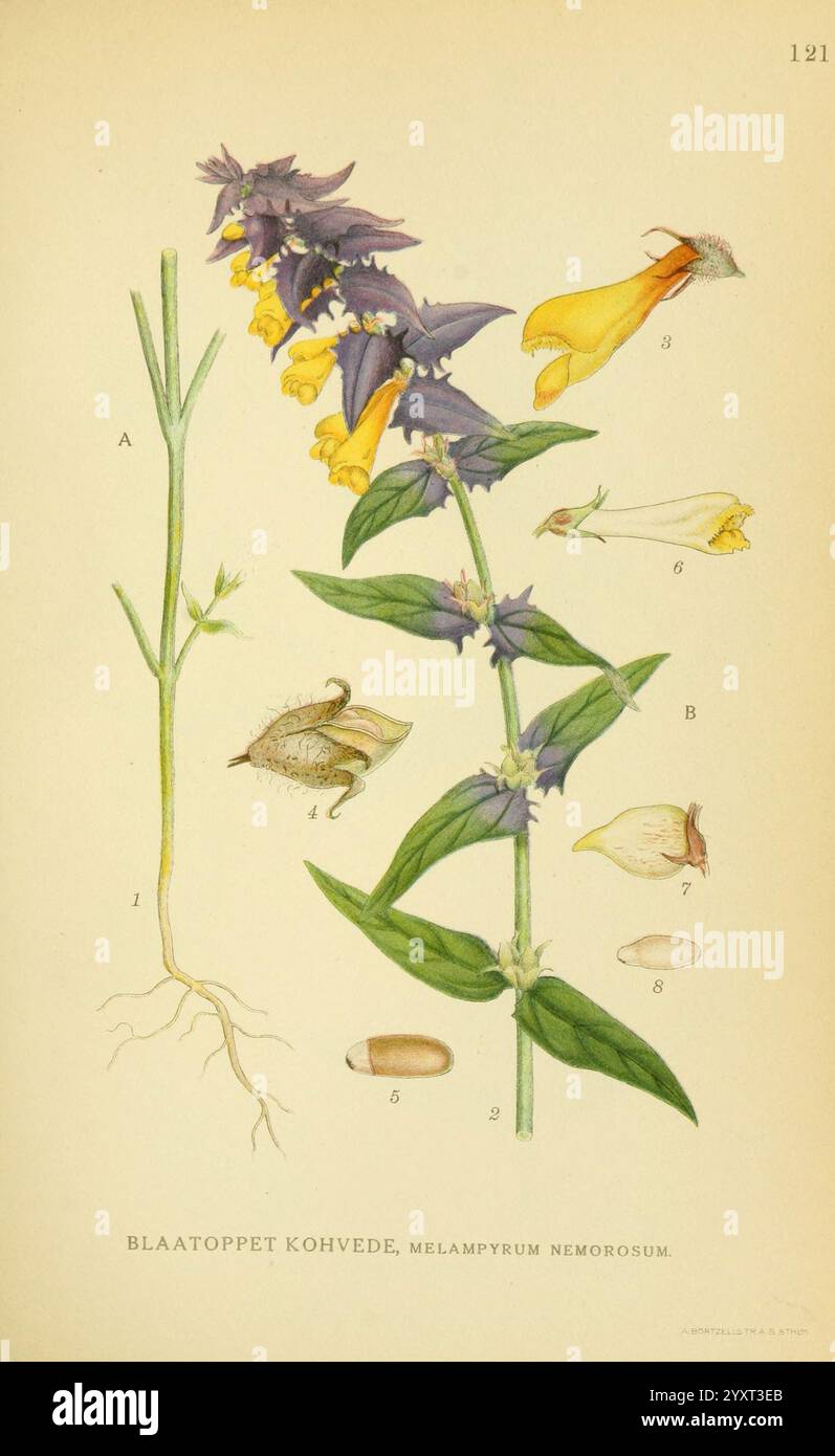 Billeder af nordens flora. v.1, København, G.E.C. Gad's forlag, 1917 ...