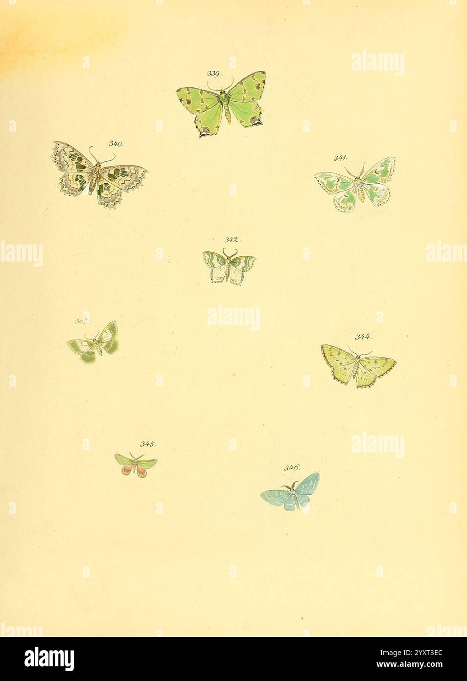 Display features different species hi-res stock photography and images ...