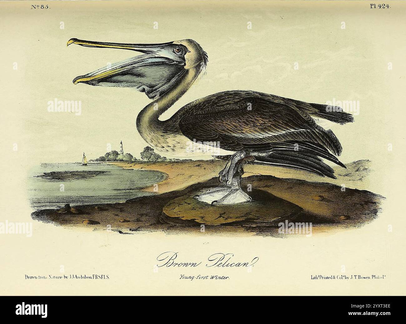 Birds aesthetic appeal hi-res stock photography and images - Alamy