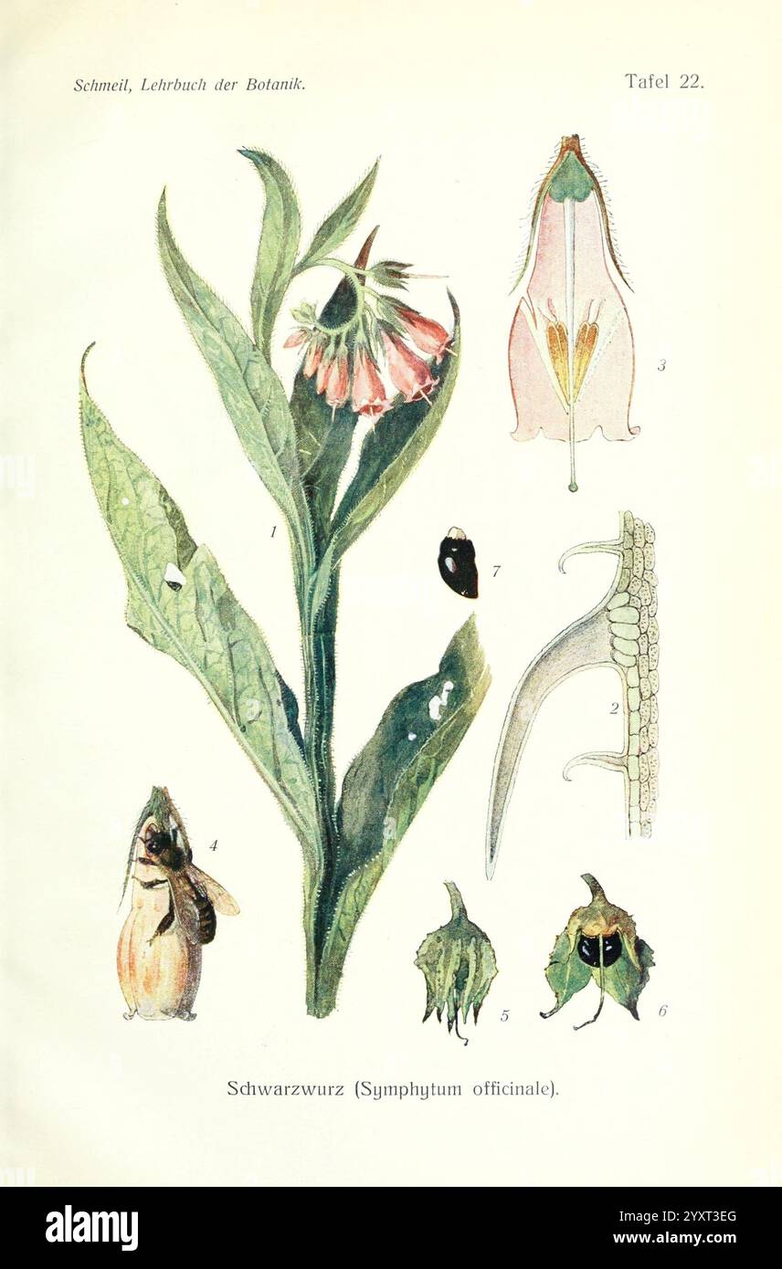 Phylum tracheophyta taxonomy hi-res stock photography and images - Alamy