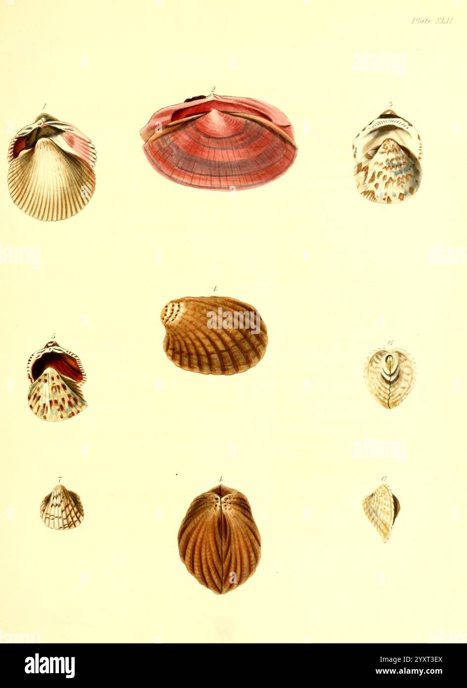 The zoology of Captain Beechey's voyage, 1839, America, shell, geology ...