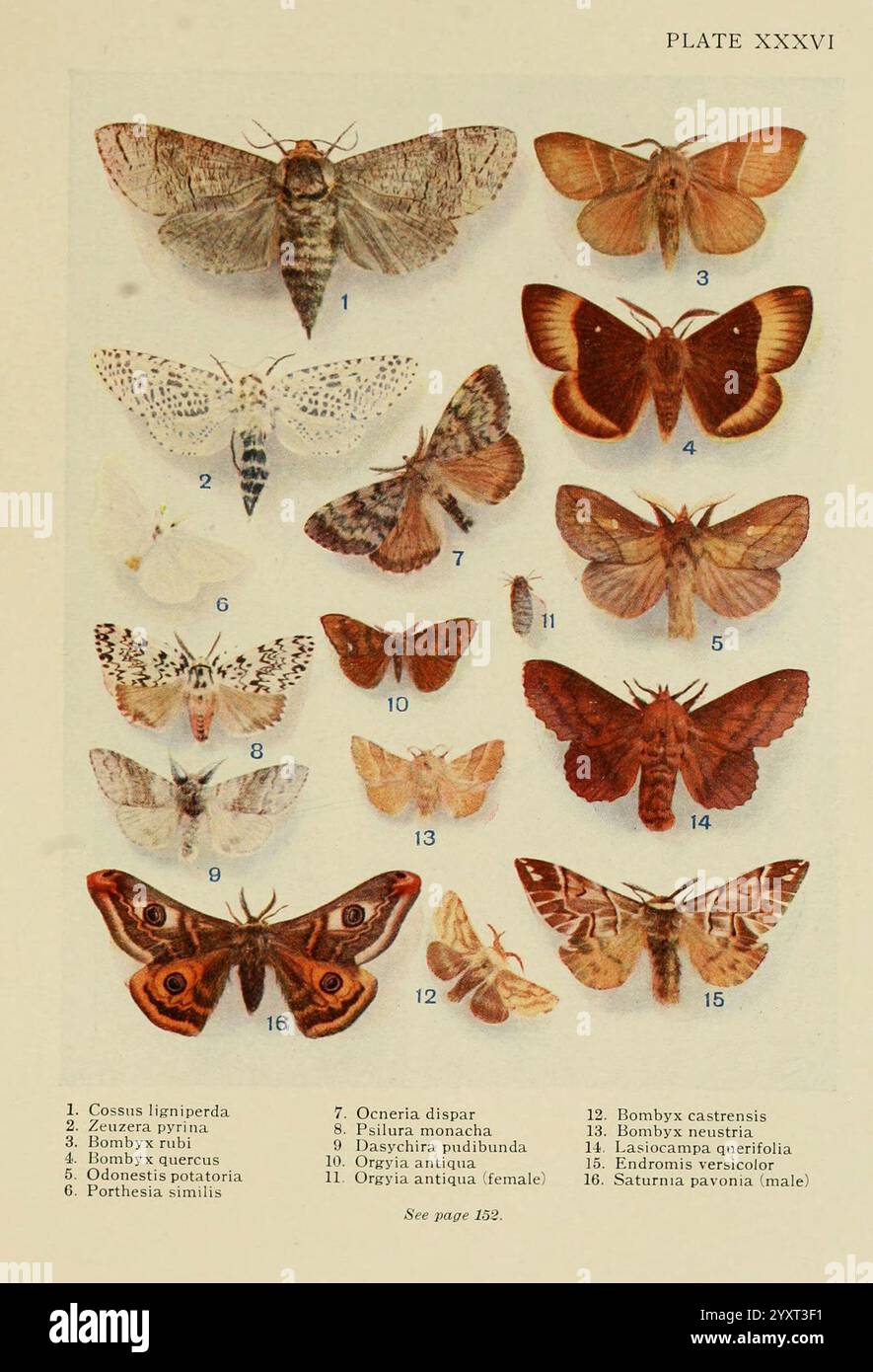 Featured moths hi-res stock photography and images - Alamy