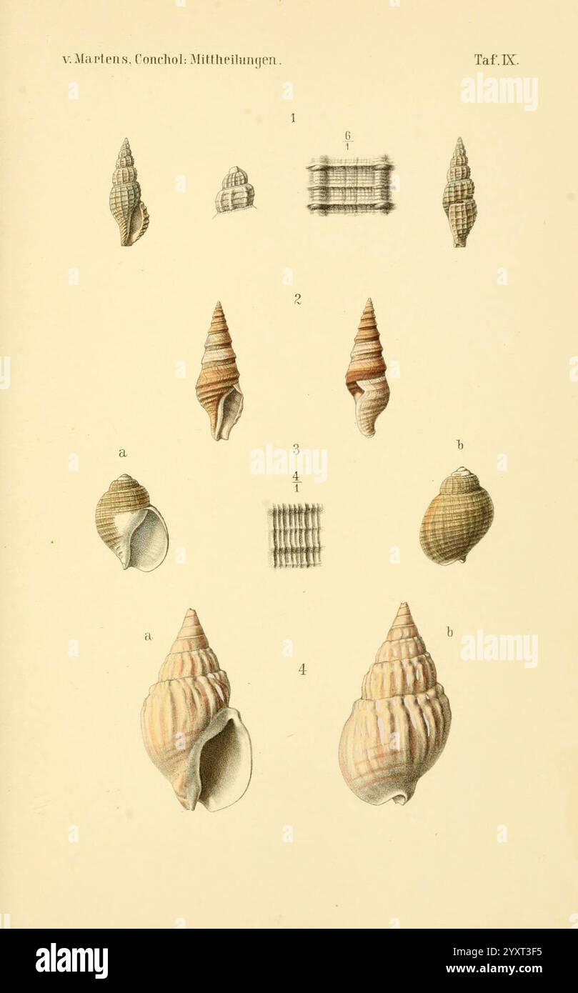 Meticulous scientific observation hi-res stock photography and images ...