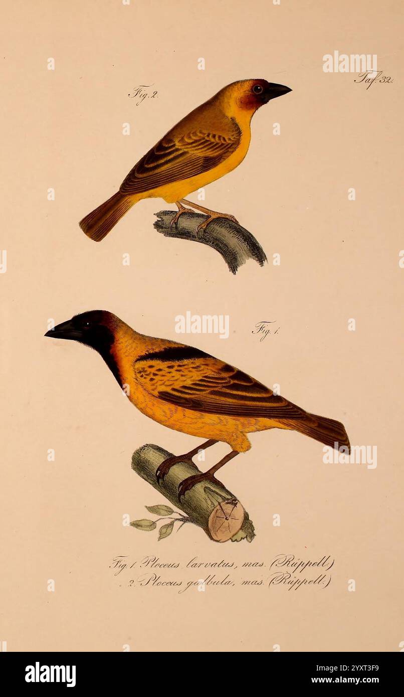 Neue Wirbelthiere zu der Fauna von Abyssinien gehörig, Frankfurt am ...