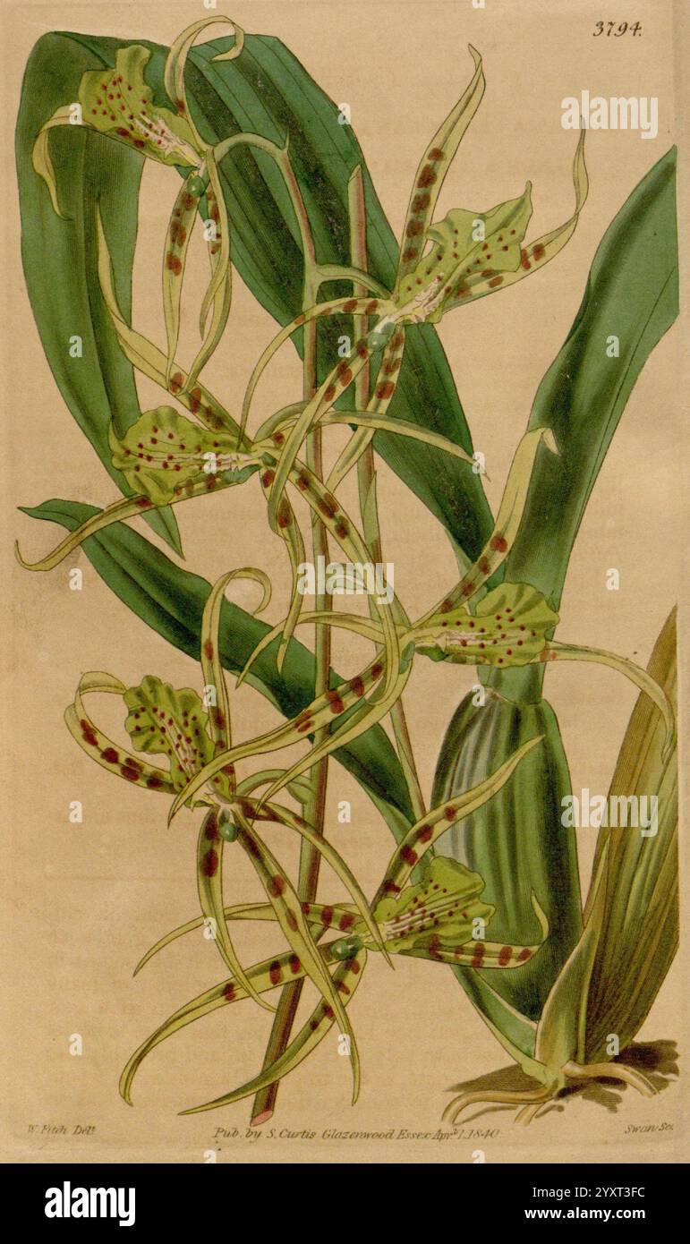 Curtis's Botanical Magazine London New York botany periodicals ...