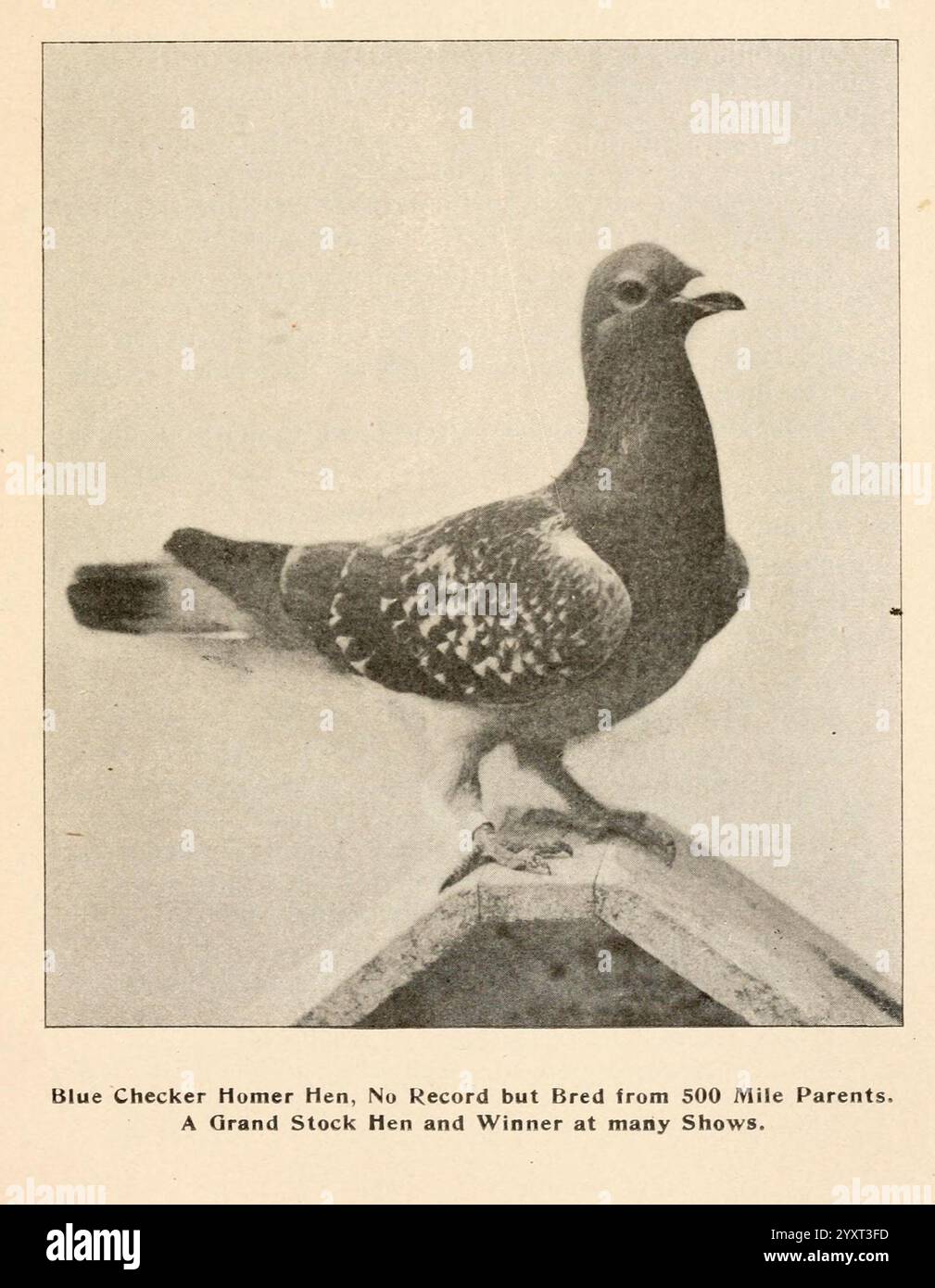 Grand stock hen hi-res stock photography and images - Alamy