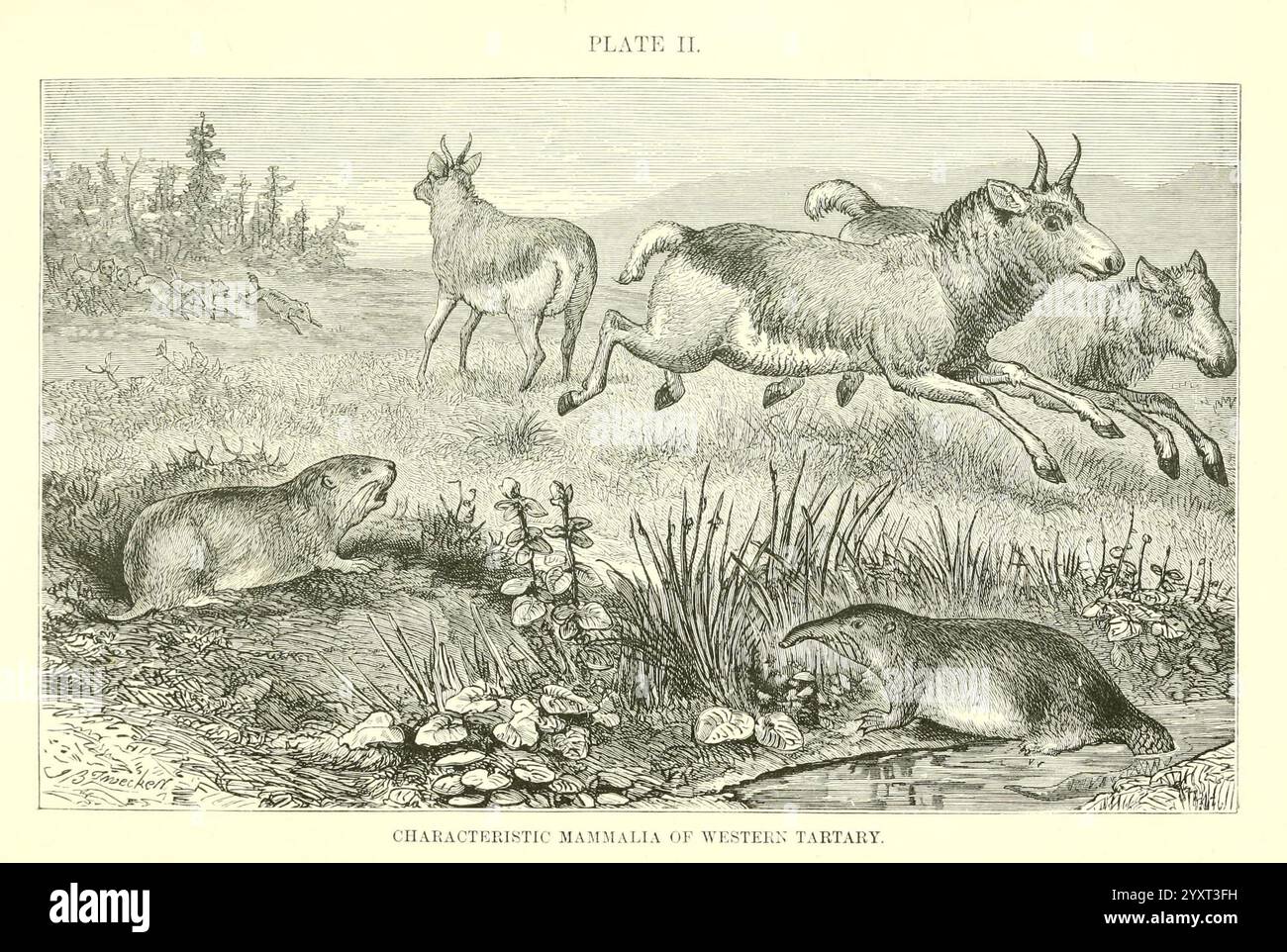 Animals hints hi-res stock photography and images - Alamy